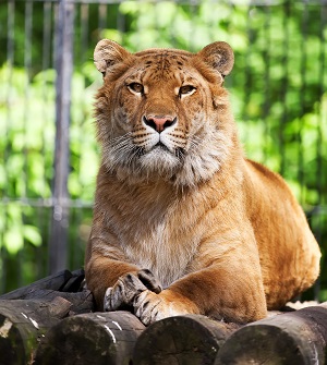 8 Craziest Animal Hybrids | DinoCreek.com | Amazing Videos