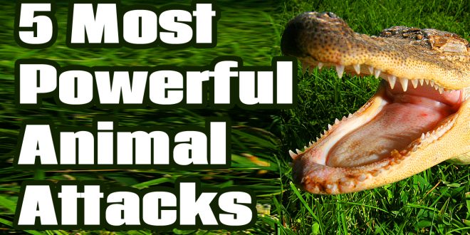 5 Most Powerful Animal Attacks | DinoCreek.com | Amazing Videos